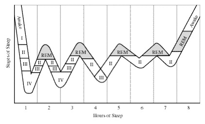 Sleep Apnea shortens telomeres – Recharge Biomedical