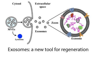 Learn about exosomes while you still can – Recharge Biomedical